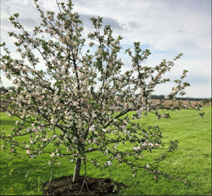 Getting Started, the Tebbe point of view - Mumbe’s Orchard & Bee Farm